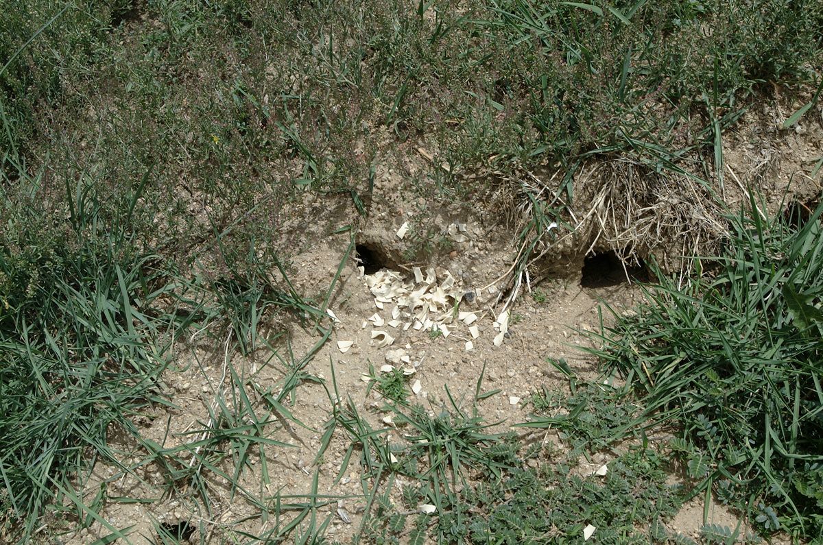 mice burrows | Mandala Collections - Images mice burrows | Mandala Collections - Images