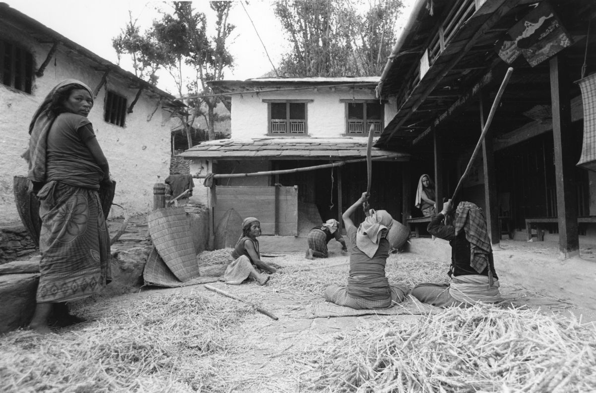 Threshing in village in Rolpa, (approach to Outer Dolpo) Western Nepal ...